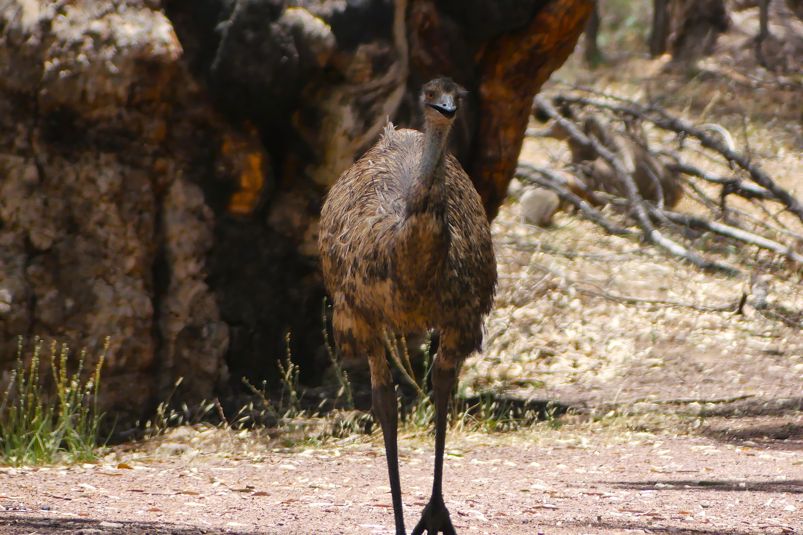 Walking with Emus | DRIVING AUSTRALIA