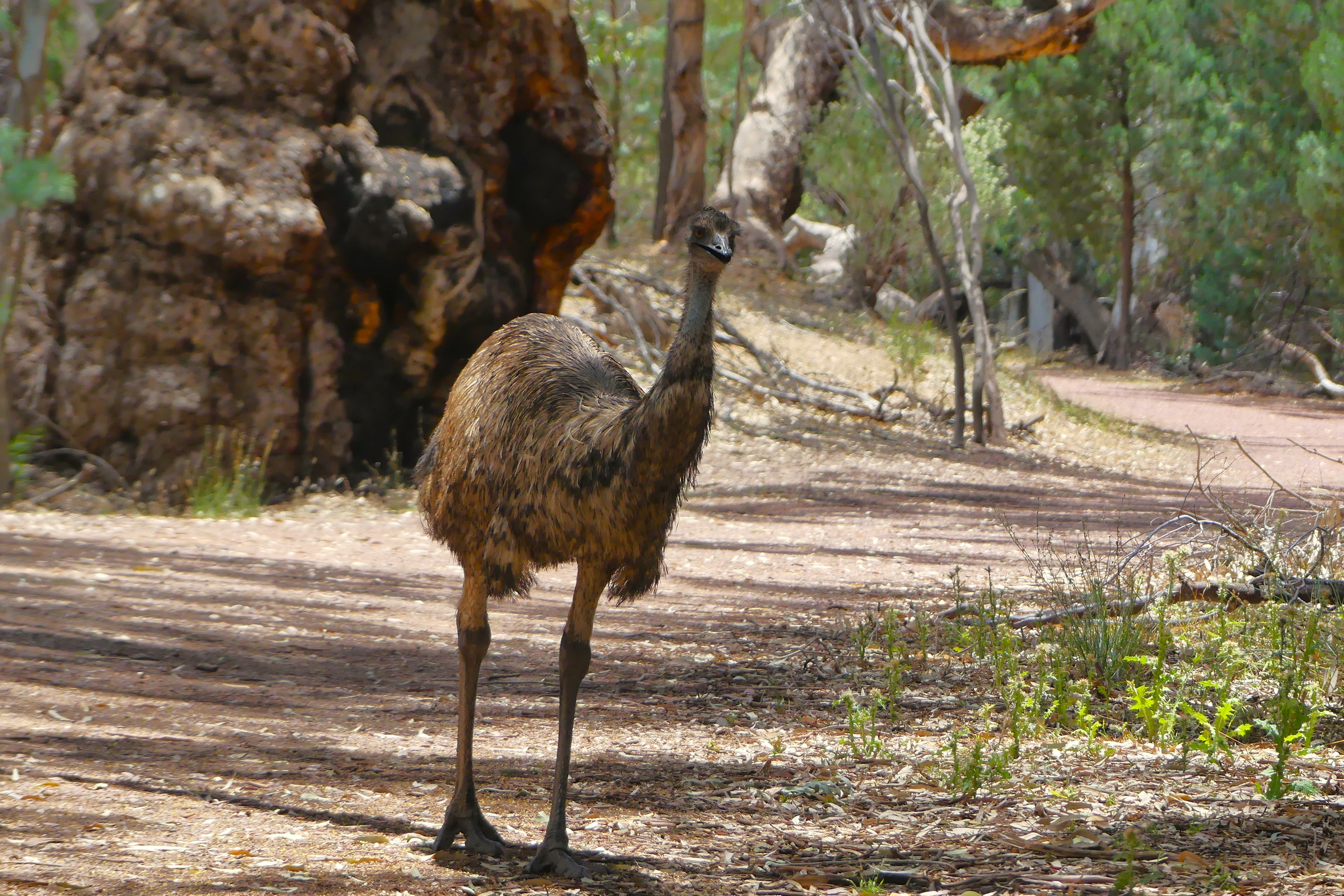 Walking with Emus | DRIVING AUSTRALIA