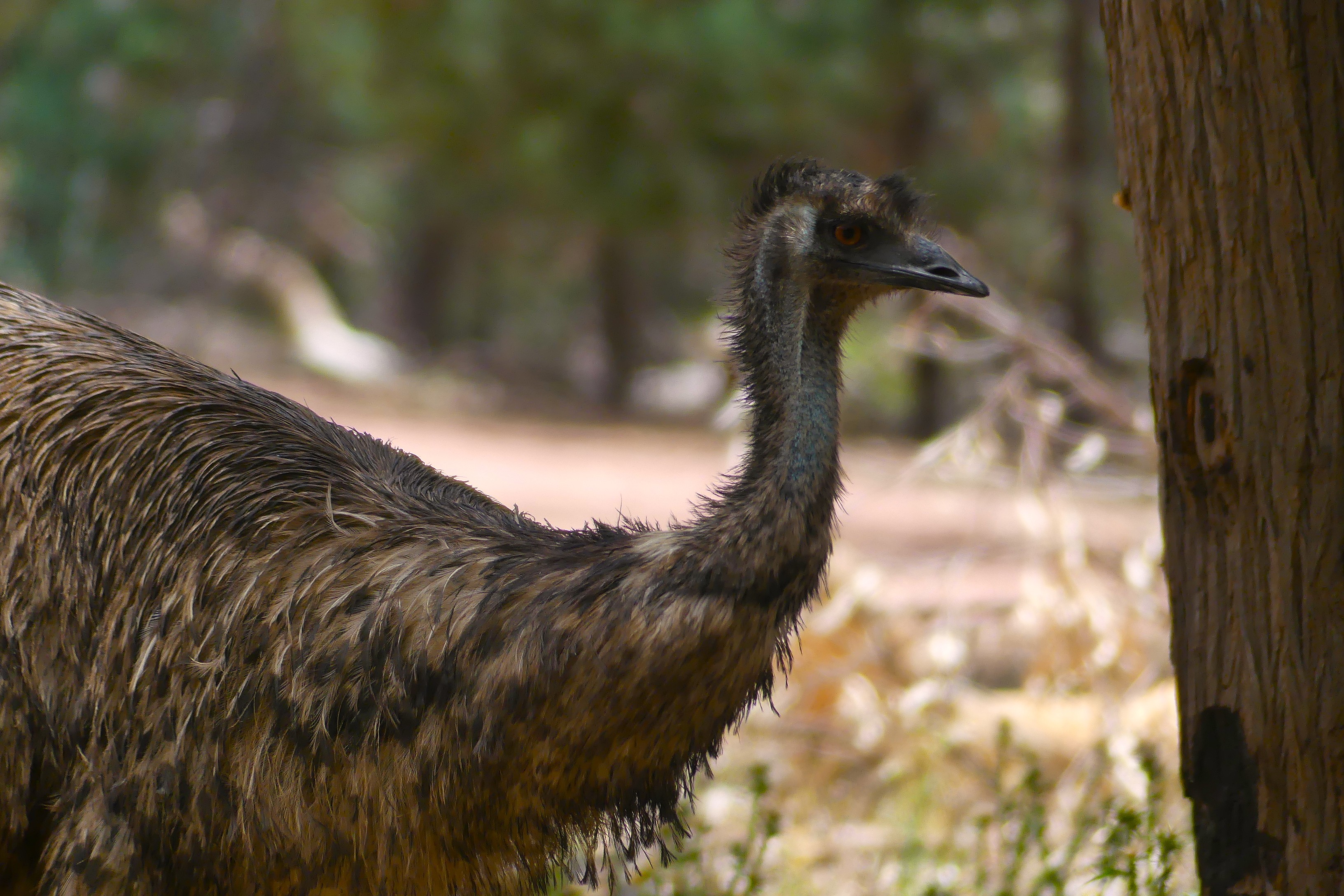 Walking with Emus | DRIVING AUSTRALIA